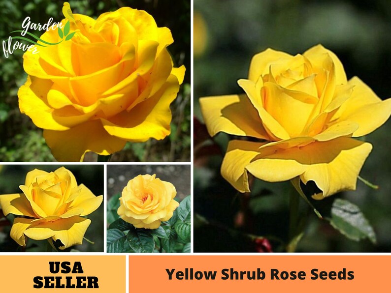 25 Rare Seed yellow Rose Seeds-perennial authentic - Etsy