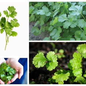 110 Seeds| Cilantro Seeds - Perennial - Authentic Seeds - Edible ...