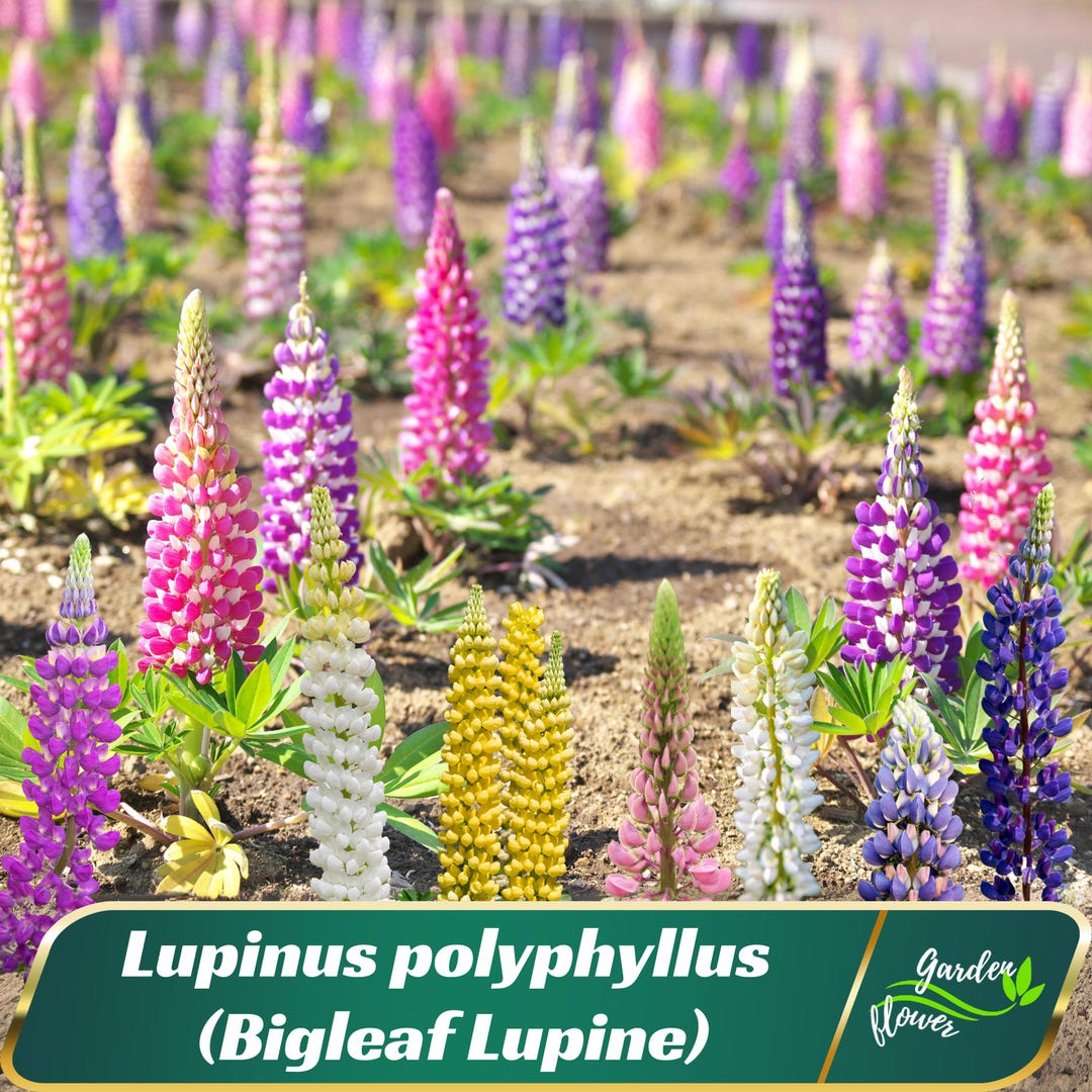 Mix Lupinus Polyphyllus (bigleaf Lupine) - Authentic Seeds ~ GMO Free ...