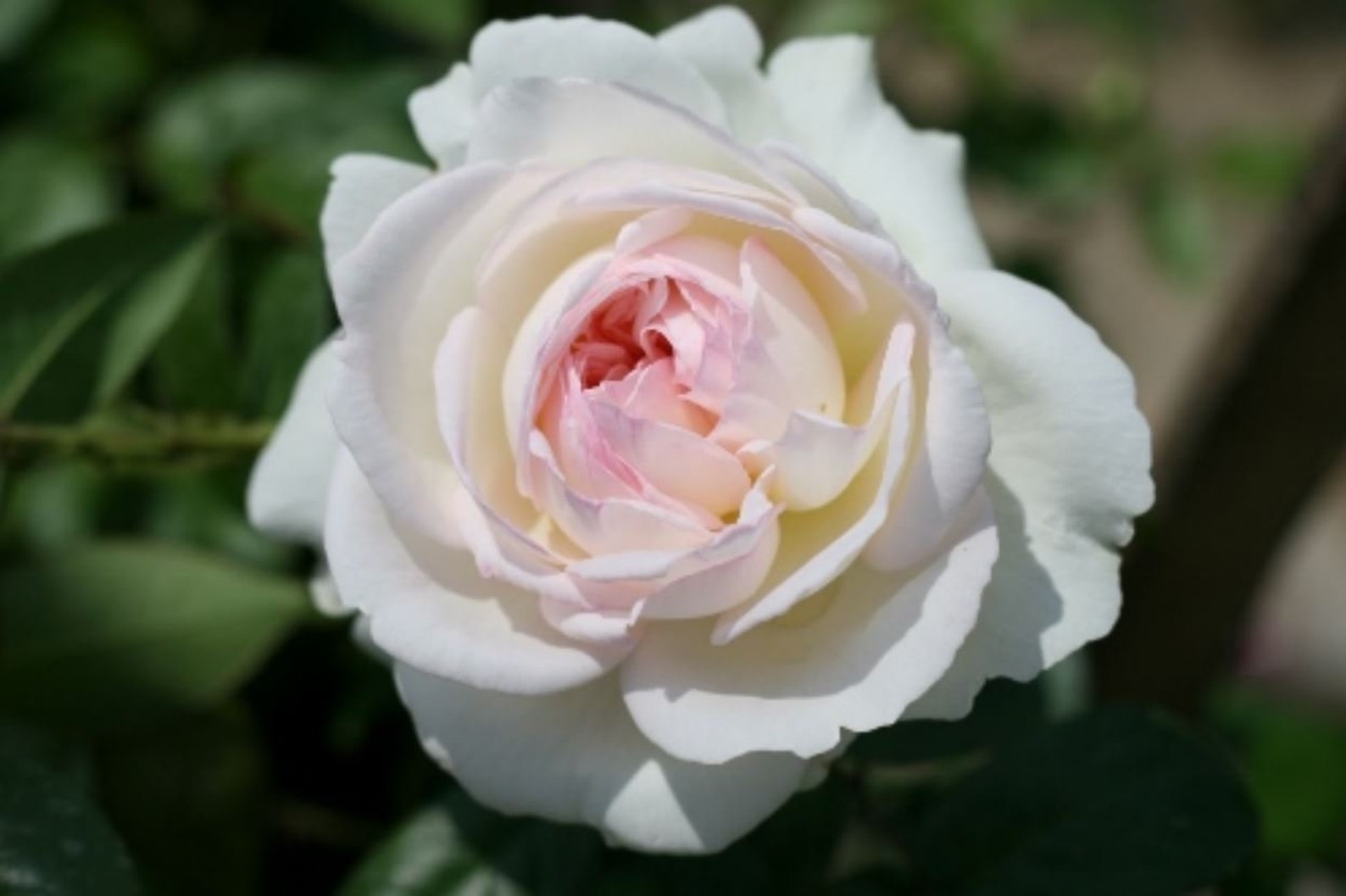 25 Rare Seeds Bolero Floribunda Rose Seedsa033 Seeds Fruit - Etsy