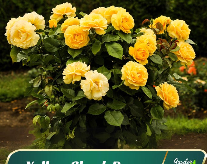 Twilight Rose Seed Flower Dark Red Flower Perennial Authentic Seeds ...