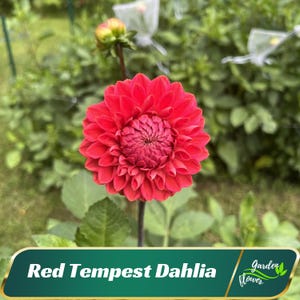 Tempest Dahlia Perennial Flower Seeds - Flowering - Fast Growing - Easy ...