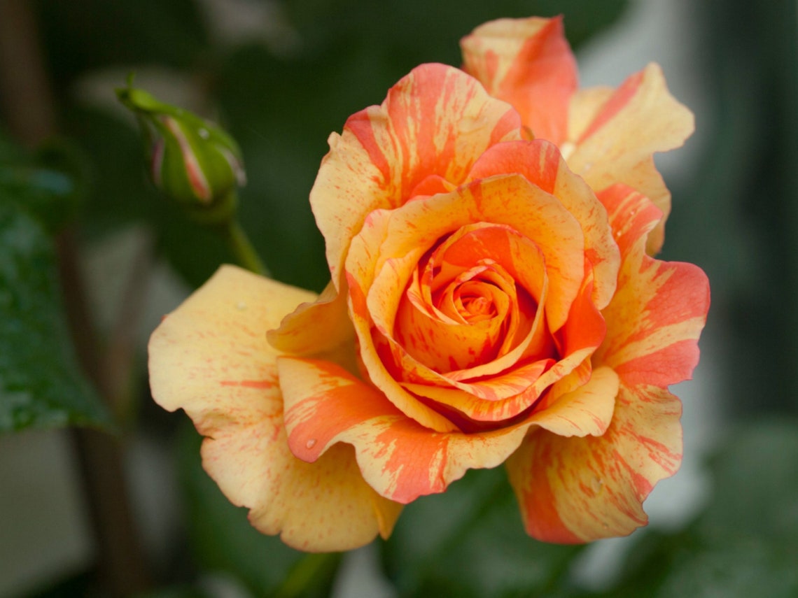 25 Rare Seeds Orange Intuition Rose Seeds-perennial - Etsy