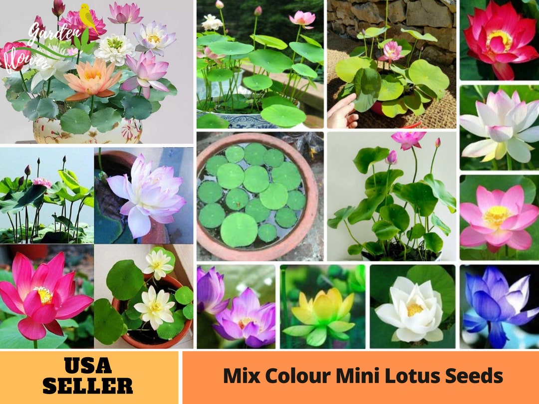 5 Rare Seeds Mix Colour Mini Lotus Seeds Indian Lotus nelumbo Nucifera ...