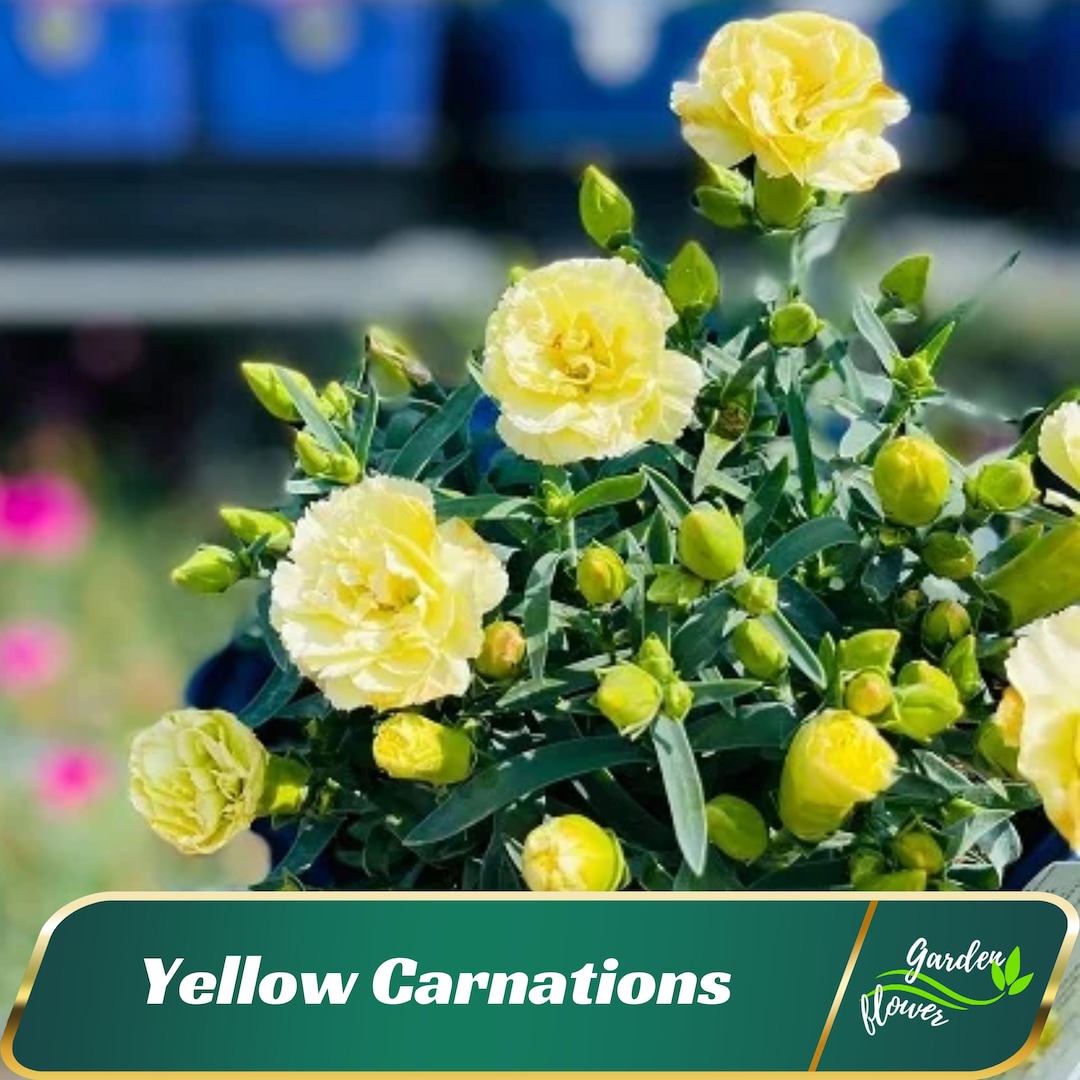 Yellow Carnations - Dianthus - Authentic Seeds - Cold Resistant ...