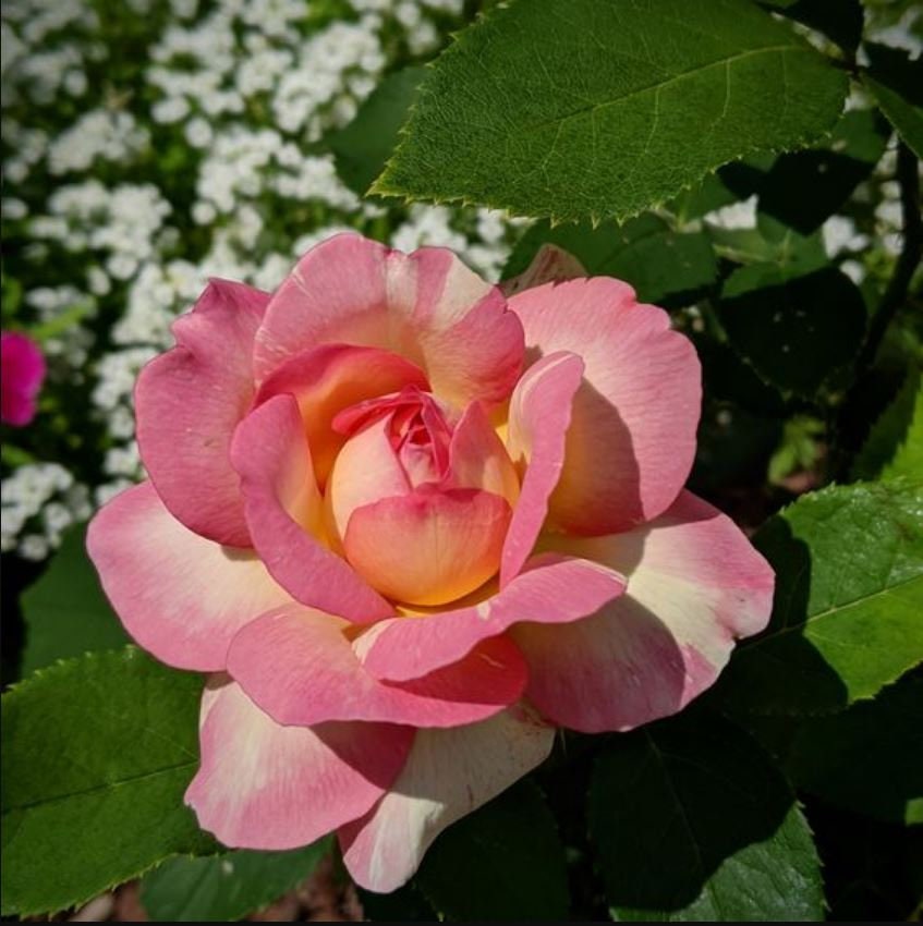 25 Rare Seeds Pink White Rose Seeds Perennial authentic - Etsy