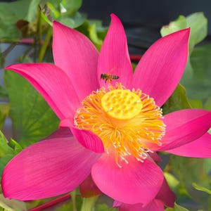 5 Brilliant Red Raging Fire Lotus Seeds - Indian Lotus (nelumbo ...