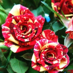 30+ Rare Seeds |meteor Shower Rose Seeds - Perennial - Authentic Seeds ...