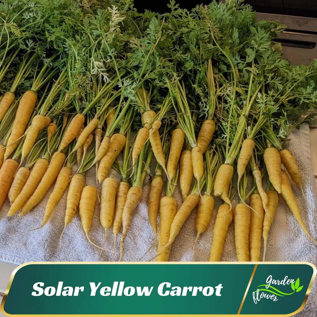 Solar Yellow Carrot Seeds - Perennial - Authentic Seeds - - Fast ...