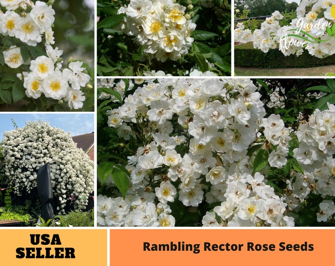Twilight Rose Seed Flower Dark Red Flower Perennial Authentic Seeds ...