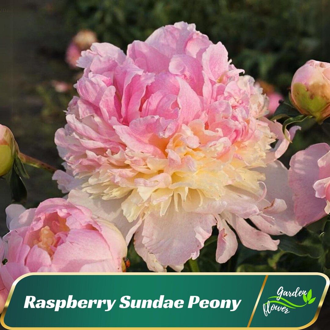 10+ Rare Seeds| Raspberry Sundae Peony Seeds - Perennial - Authentic ...