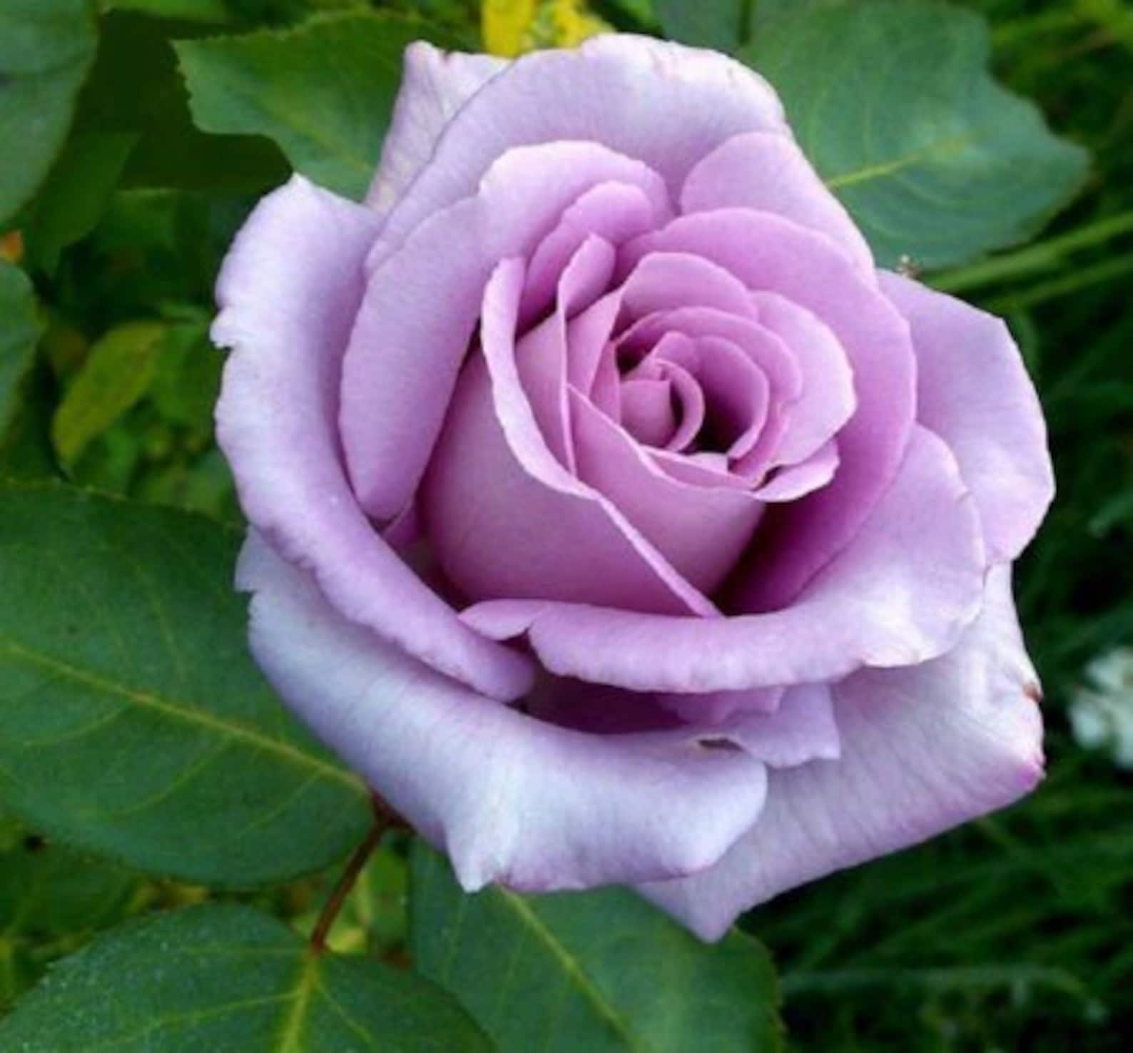 25 Rare Seed Light Purple Rose Seeds-perennial authentic - Etsy