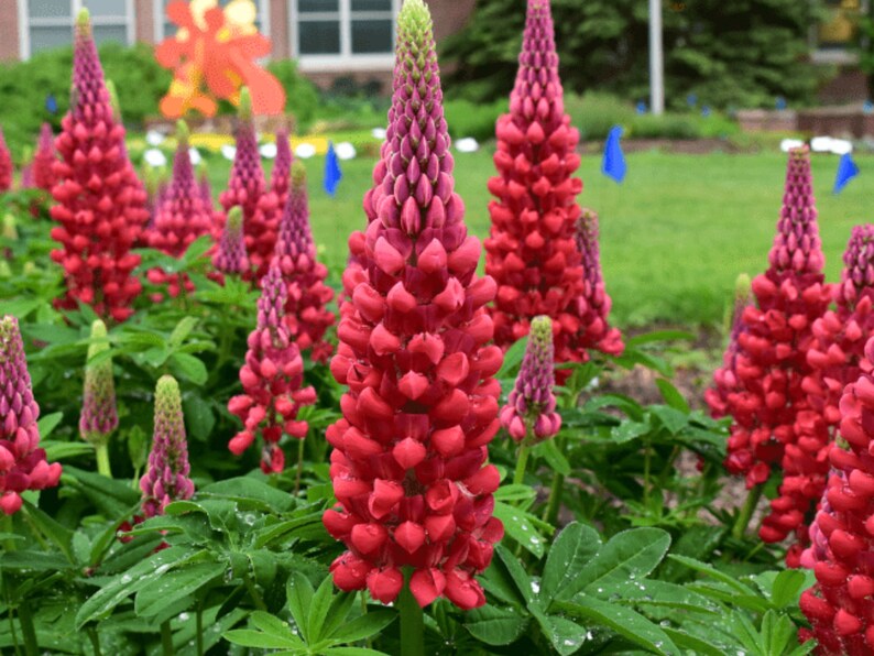 Lupinus ‘beefeater’ (lupine) - Authentic Seeds ~ GMO Free ~ Seeds ...