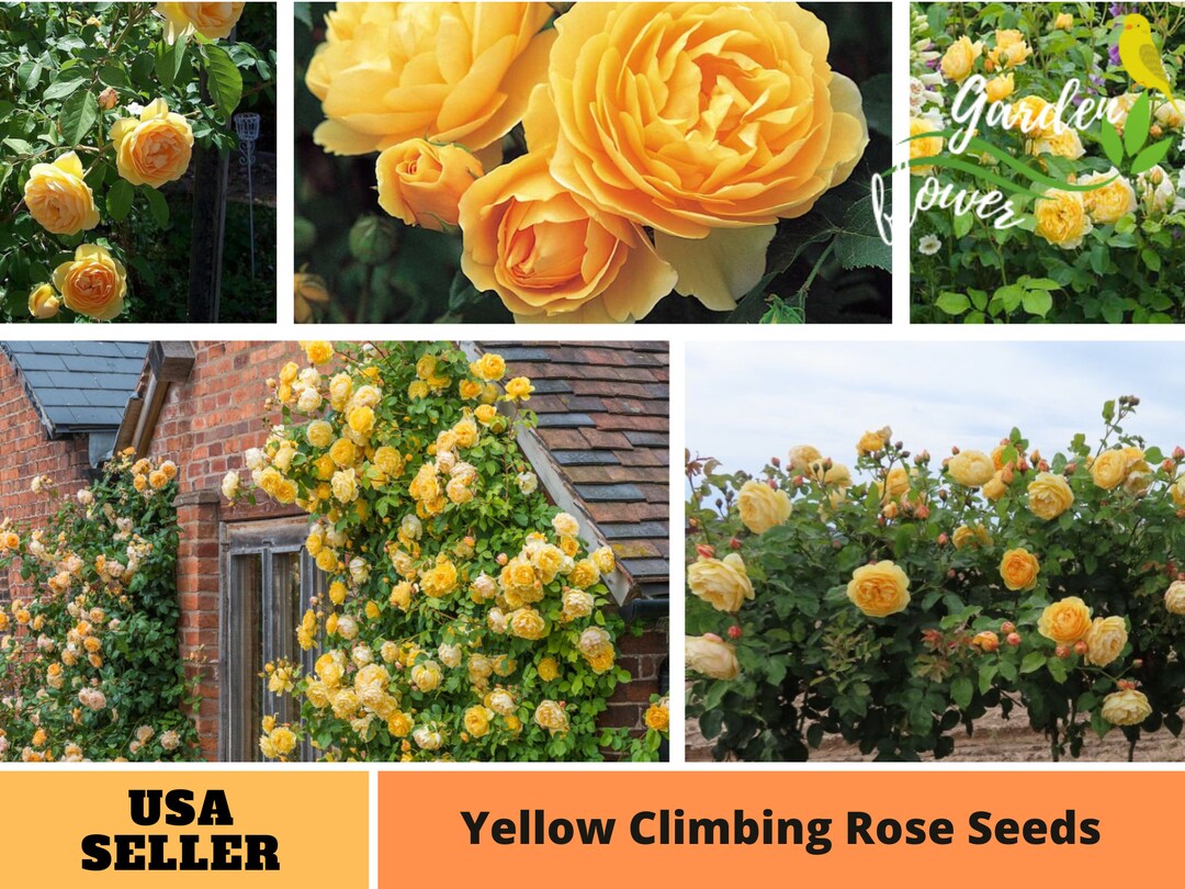 30 Rare Seeds Yellow Rose Seeds Perennial Authentic - Etsy