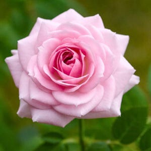 25 Rare Seeds Pink Hybrid Tea Rose Seeds Perennial Authentic Seeds Rose ...