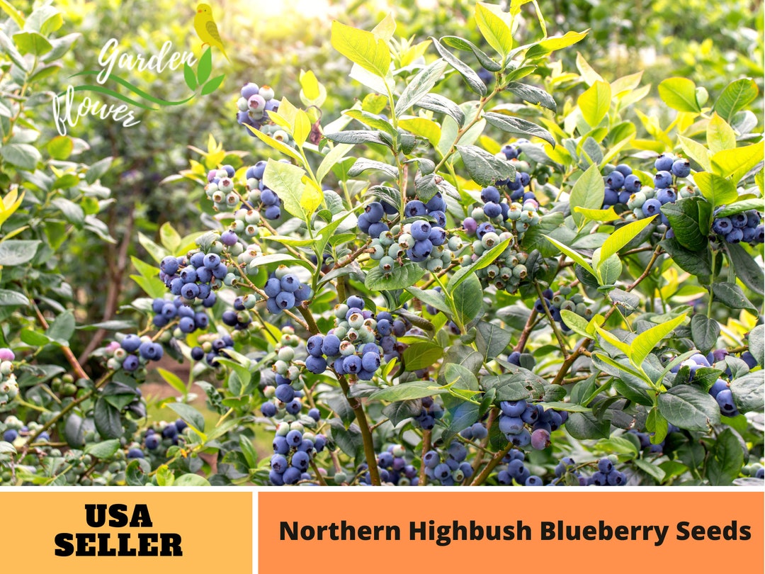 Northern Highbush Blueberry Seeds Flower Seedsvegetableasian Garden ...