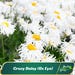 Robinson's Red Painted Daisy Seeds Authentic Seeds Cold Resistant Self ...