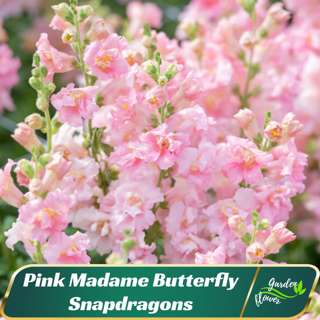 Pink Madame Butterfly Snapdragons Seeds – Double Ruffled Pink Blooms ...