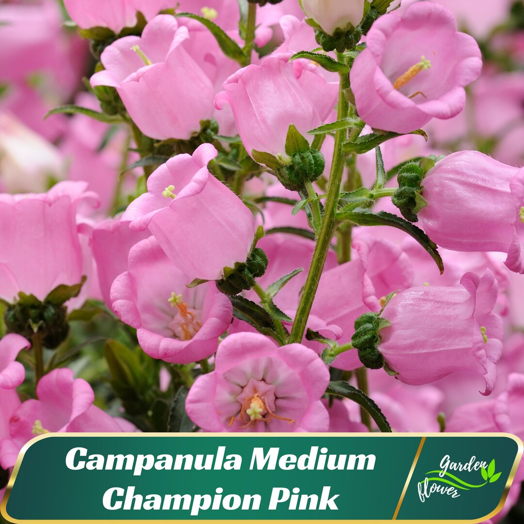 Campanula Medium Champion Pink - Canterbury Bells Seeds- Perennial - Bellflower – Cold Resistant ...