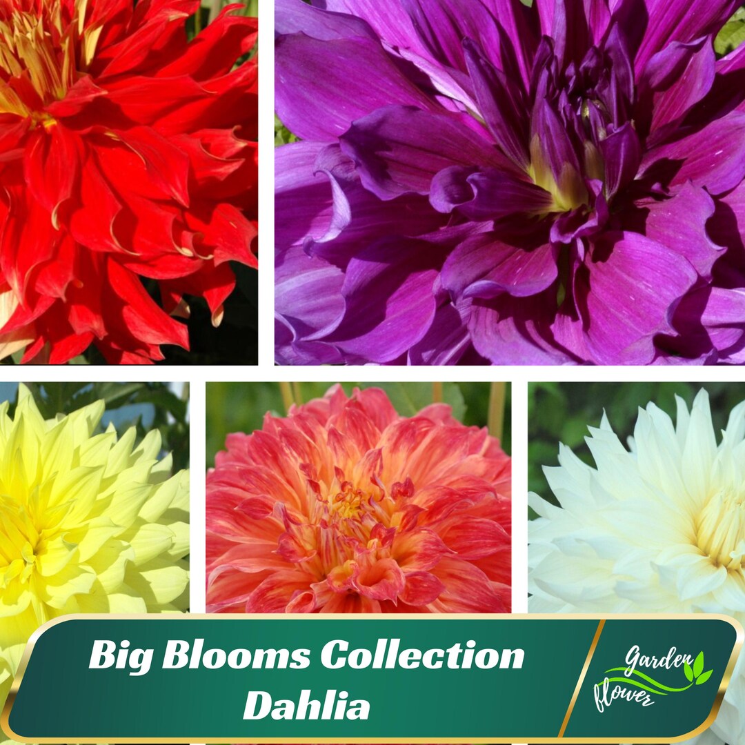 Big Blom Collection Mix Color Dahlia Seeds - Perennial - Fast Growing - Easy to Grow - Planting ...