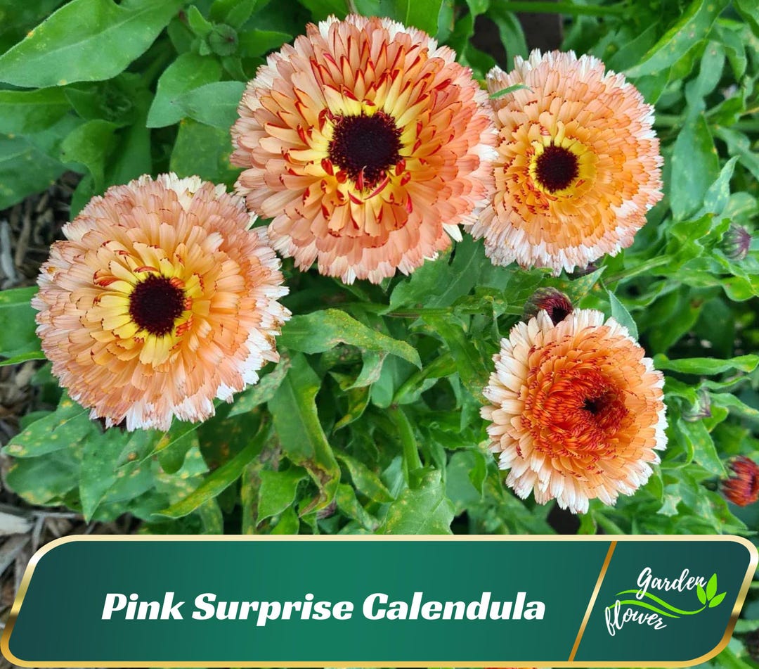 50 Seeds Pink Surprise Calendula Seeds Authentic Seeds Open-pollinating ...
