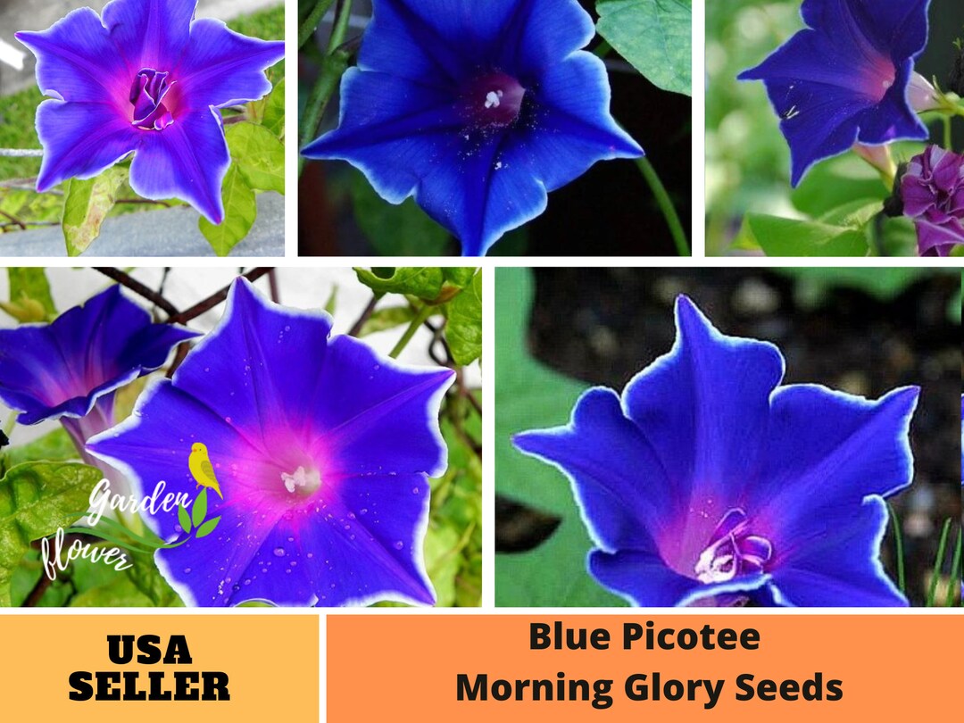 30 Seeds Blue Picotee Morning Glory-perennial authentic Seeds-flowers ...