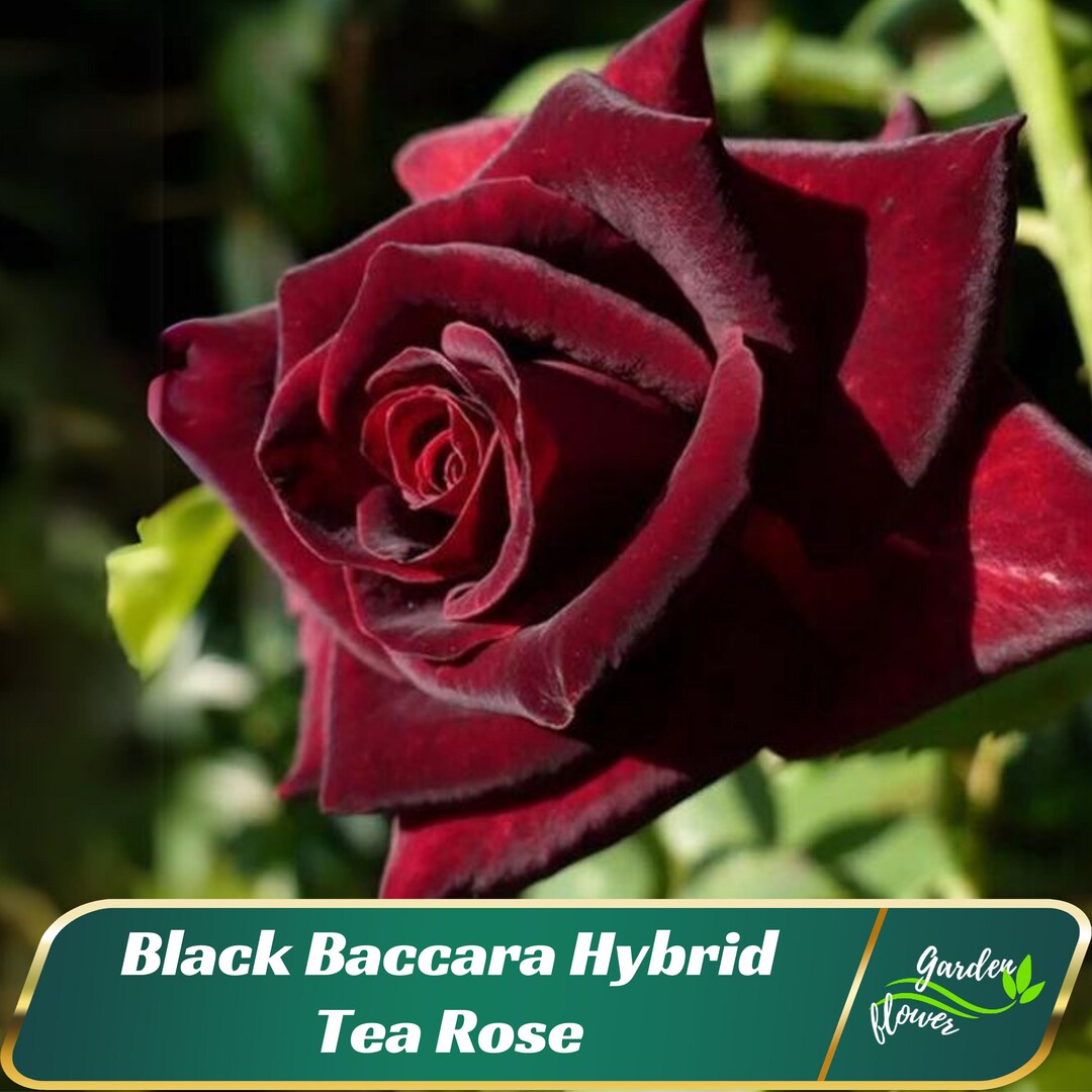 30+ Rare Seeds| Black Baccara Hybrid Tea Rose Seeds - Perennial ...