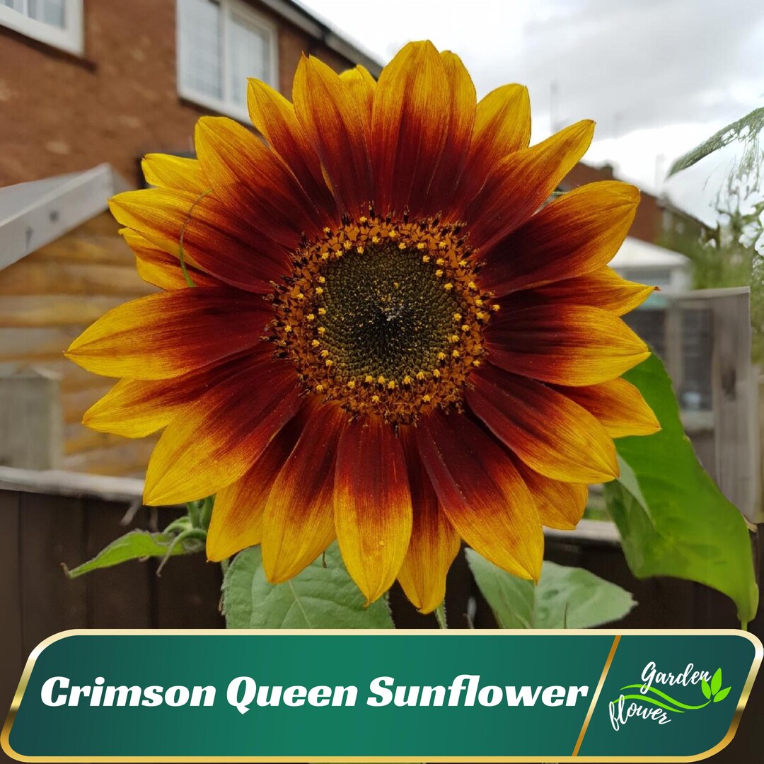 Crimson Queen Sunflower Seeds - Perennial -authentic Seeds-flowers ...