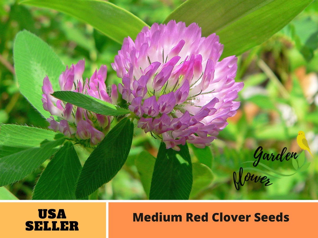Purple Clover Seeds Perennial Authentic Seeds Air Purifying Clumping ...