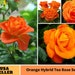 25 Rare Seeds Orange Intuition Rose Seeds-perennial authentic Seeds ...