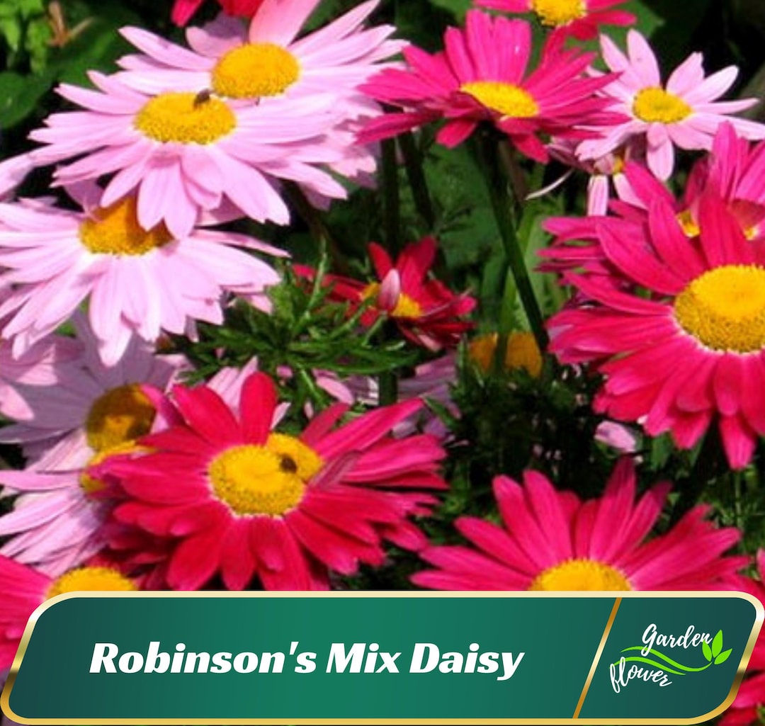 Robinson's Mix Daisy - Authentic Seeds - Cold Resistant - Self ...