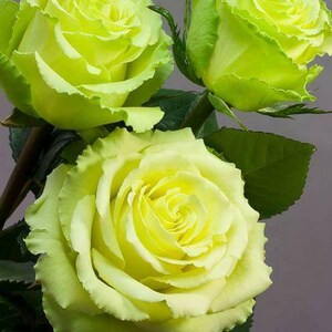 25 Rare Seed Bright Green Rose Seeds Perennial Authentic Seeds Rose ...