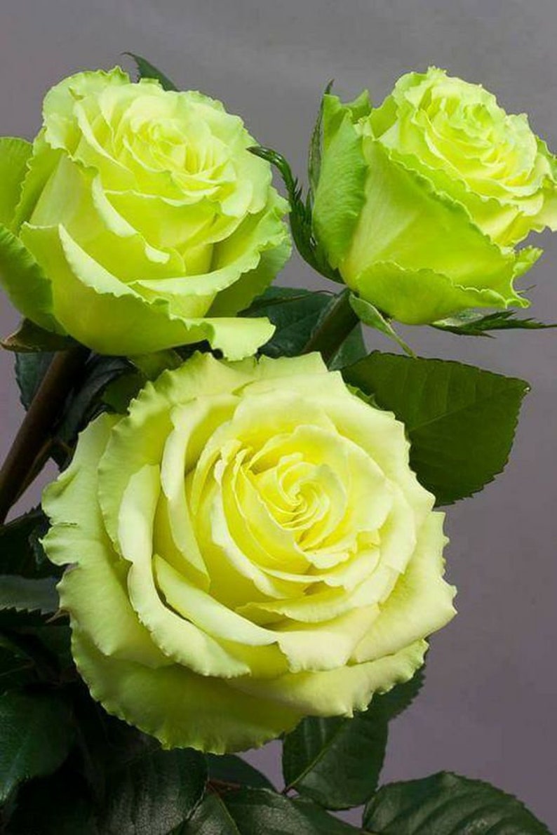 25 Rare Seed Bright Green Rose Seeds perennial authentic - Etsy