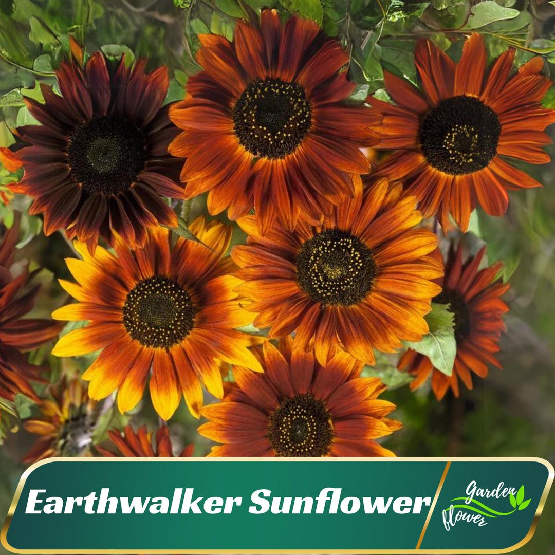 25+ Seeds| Brown Earthwalker Sunflower Seeds - Annual - Authentic Seeds ...