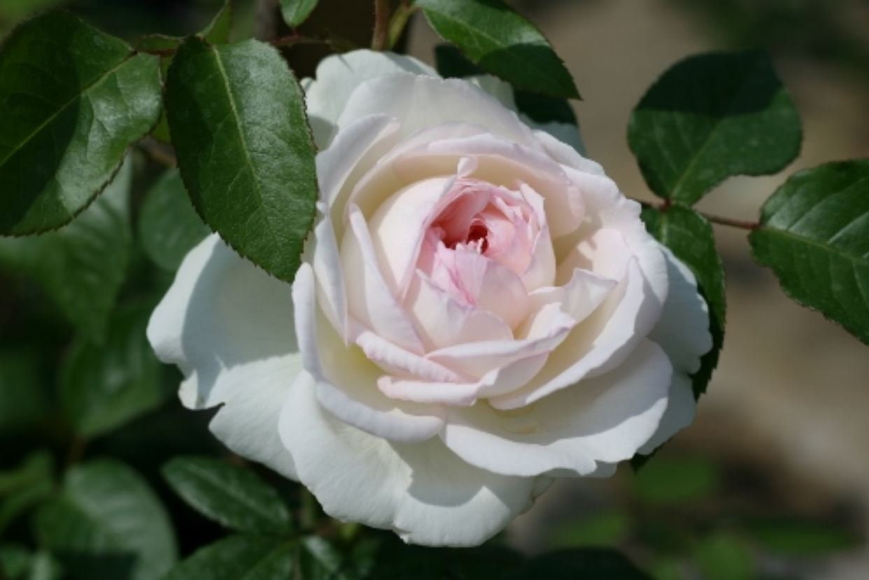 25 Rare Seeds Bolero Floribunda Rose Seedsa033 Seeds Fruit - Etsy