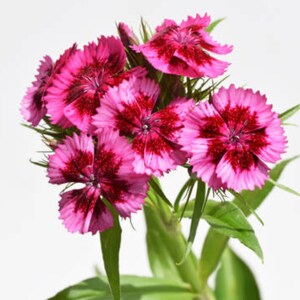 Diana Crimson Picotee Carnations - Dianthus - Authentic Seeds - Cold ...