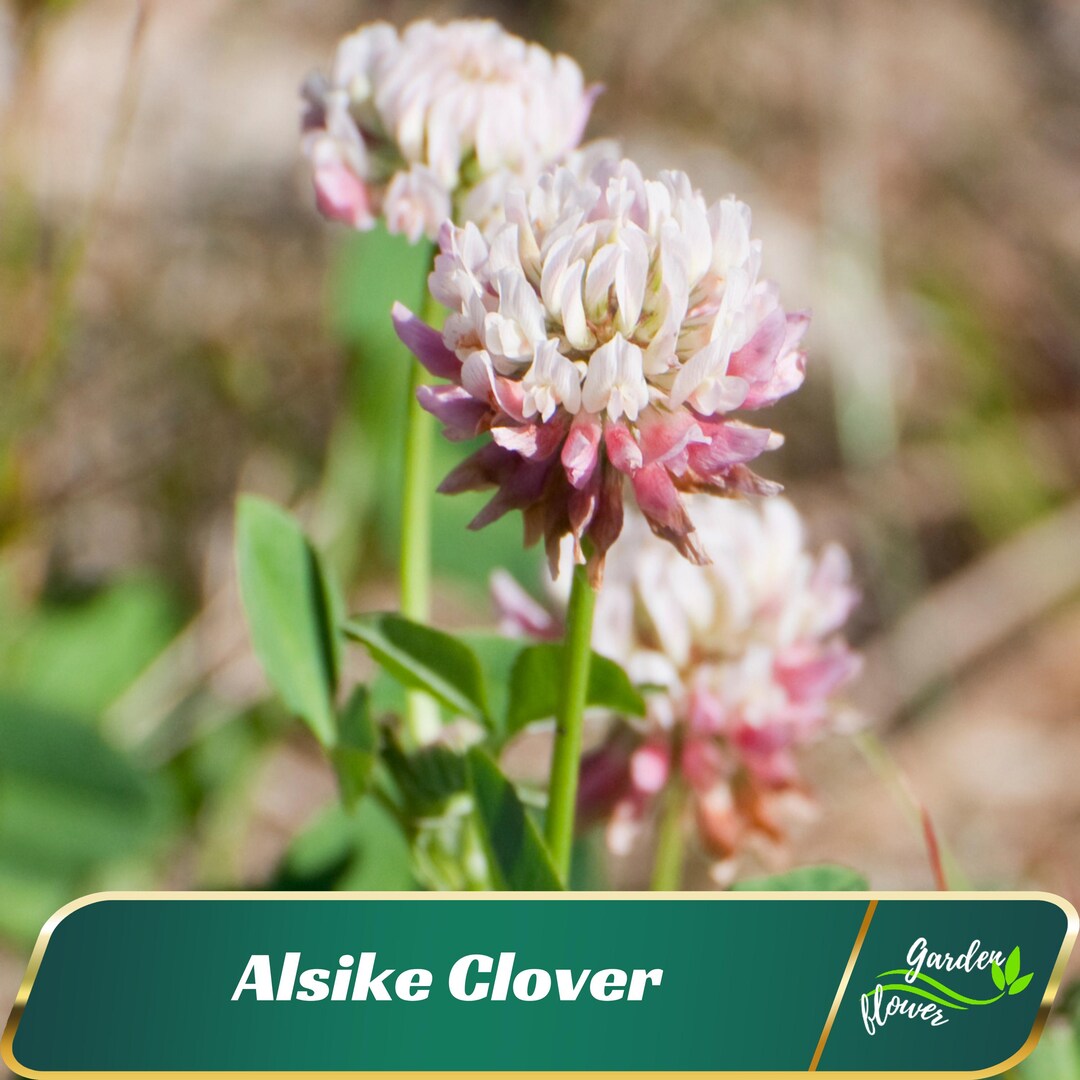 Pink Clover Seeds - Perennial - Authentic Seeds - Air Purifying ...