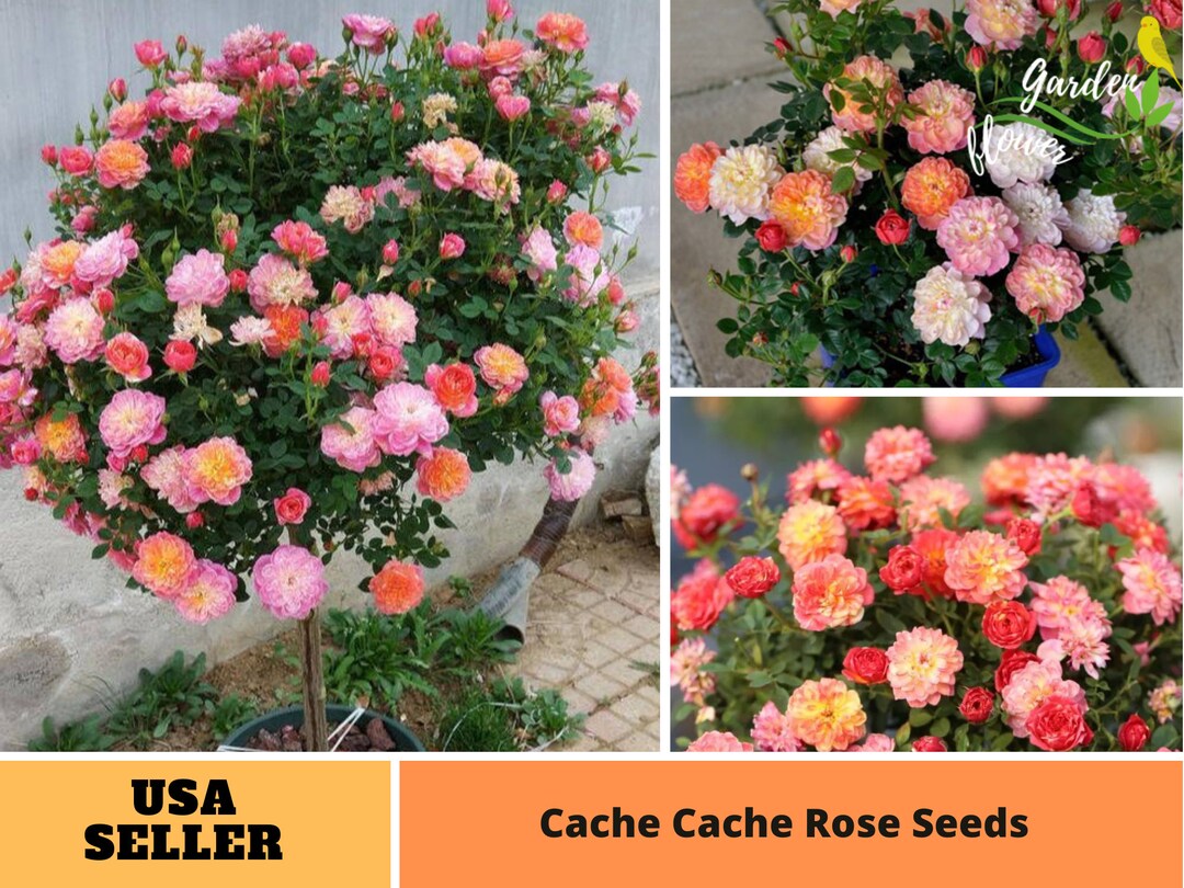 30 Rare Seeds Cache Cache Rose Seeds Perennial Rose Flower Authentic ...
