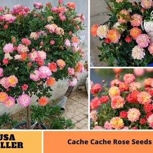30 Rare Seeds Cache Cache Rose Seeds-perennial authentic - Etsy
