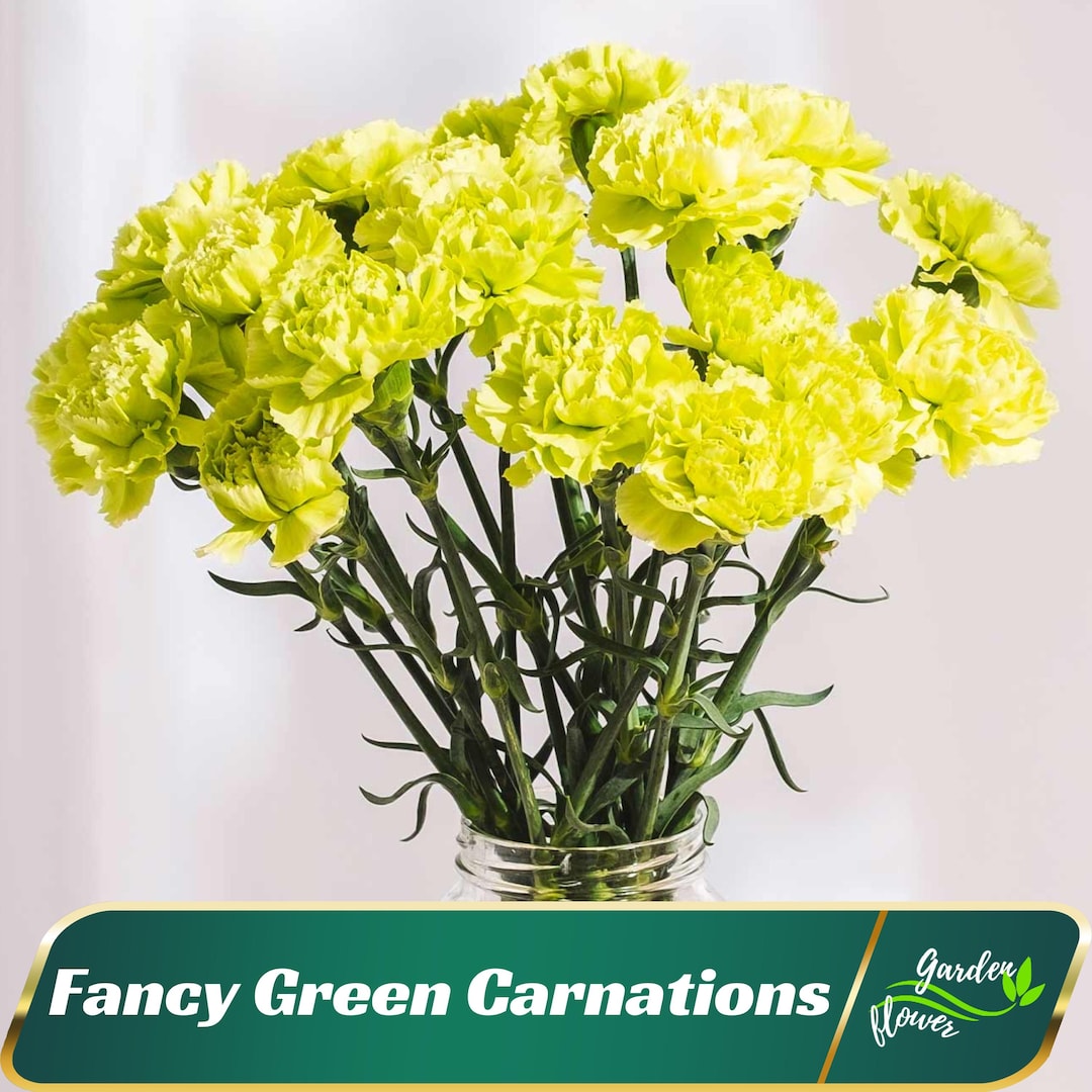 Fancy Green Carnations - Dianthus - Authentic Seeds - Cold Resistant ...