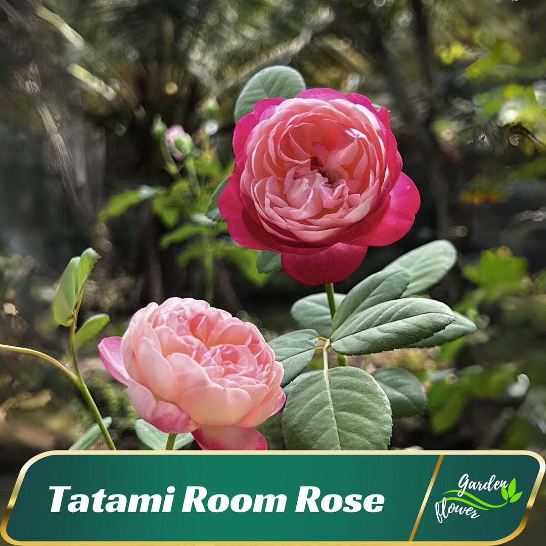 30+ Rare Seeds| Tatami Room Rose Seeds - Perennial - Authentic Seeds ...