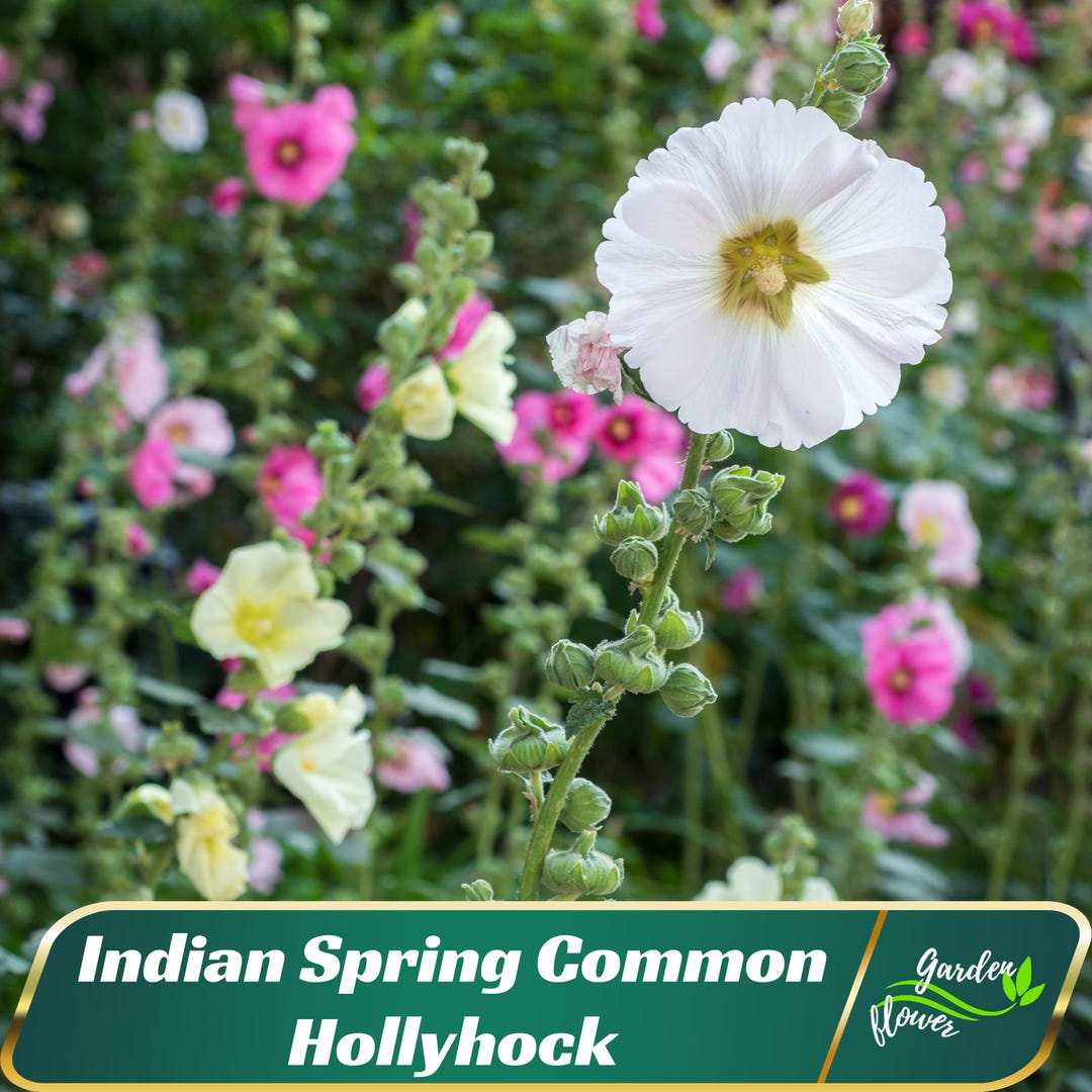 Indian Spring Alcea Rosea (common Hollyhock) - Authentic Seeds ~ GMO ...