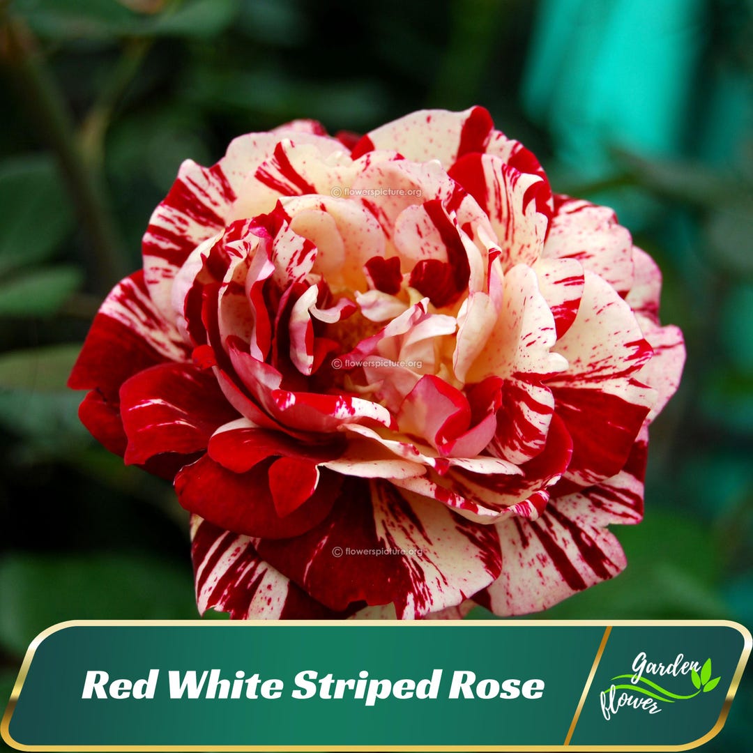 30 Rare Seeds- Red White Striped Rose Seeds - Perennial - Authentic ...