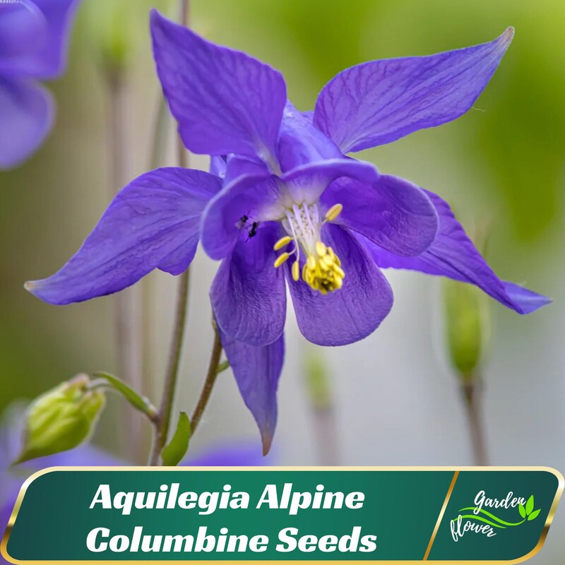 Alpine Plants - Etsy
