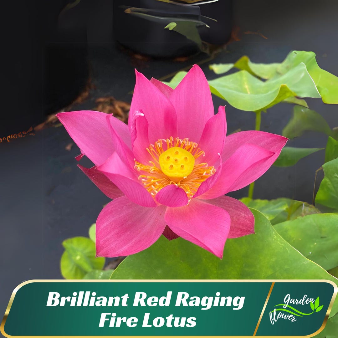 5 Brilliant Red Raging Fire Lotus Seeds - Indian Lotus (nelumbo ...