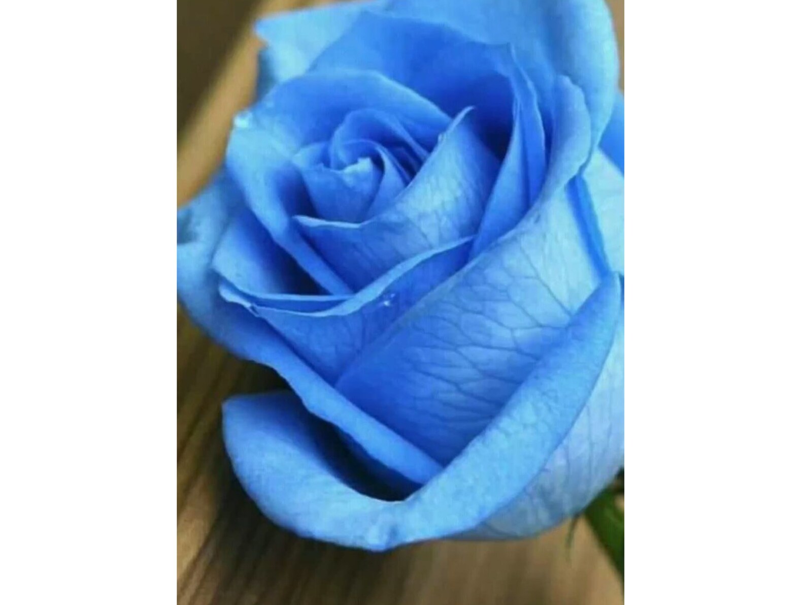 30 Rare Seeds| Light Blue Rose Seeds - Perennial - Authentic Seeds ...
