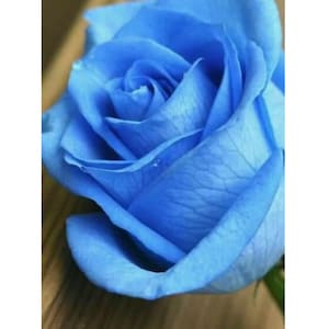 30 Rare Seeds| Light Blue Rose Seeds - Perennial - Authentic Seeds ...