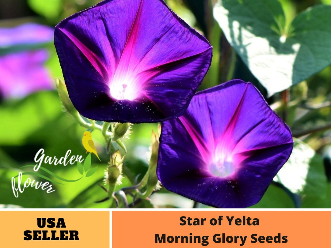 30 Seeds Star of Yelta Morning Glory Seeds Vine Seeds Authentic Seeds ...