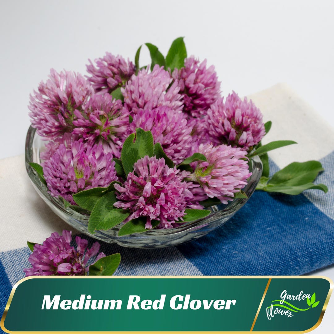 Purple Clover Seeds - Perennial - Authentic Seeds - Air Purifying ...