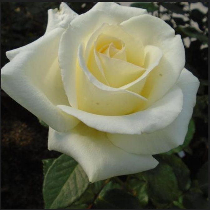 25 Rare Seeds Sugar Moon Rose Seeds Perennial authentic - Etsy